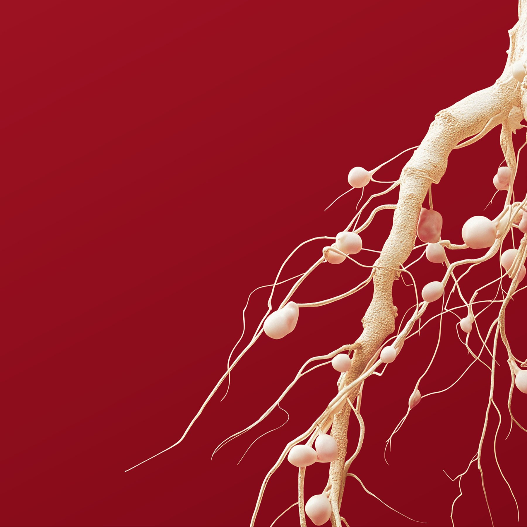 Arevo - Sustainable organic nitrogen for agriculture