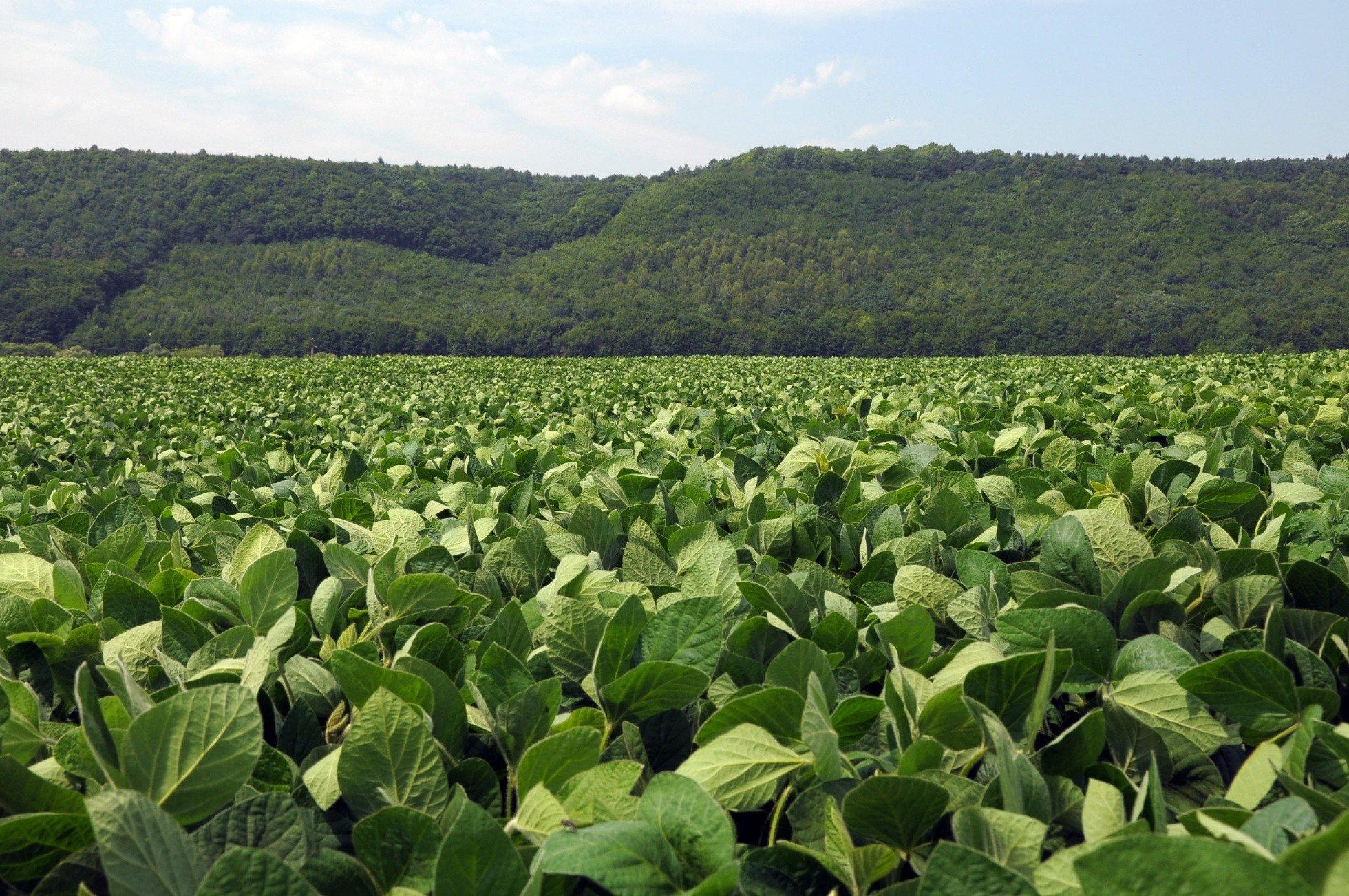 Arevo Precisionsnäring för Hållbart Jordbruk, Trädgårdsodling, och Skogsbruk
